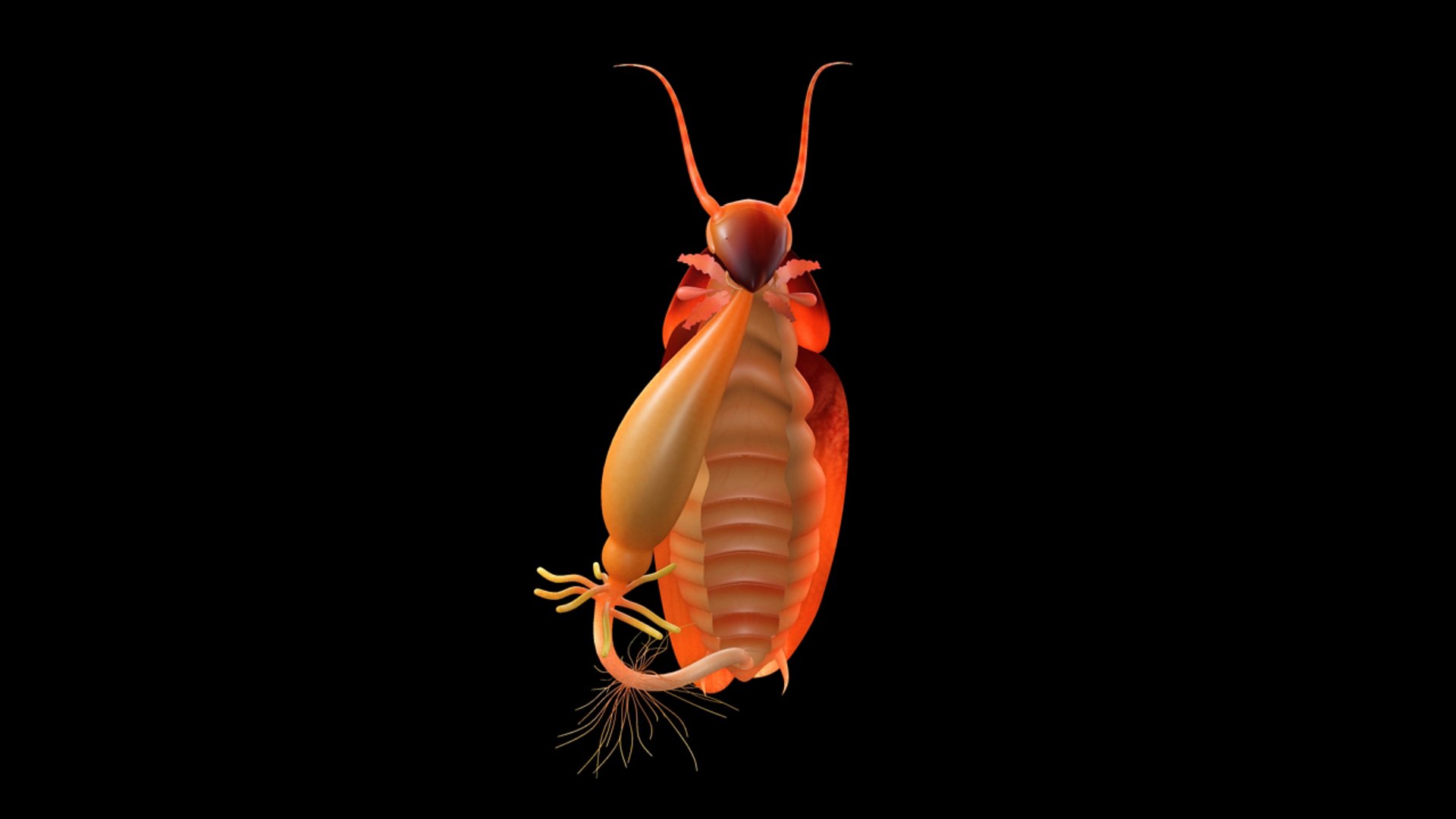 Cockroach Digestive 3d Model