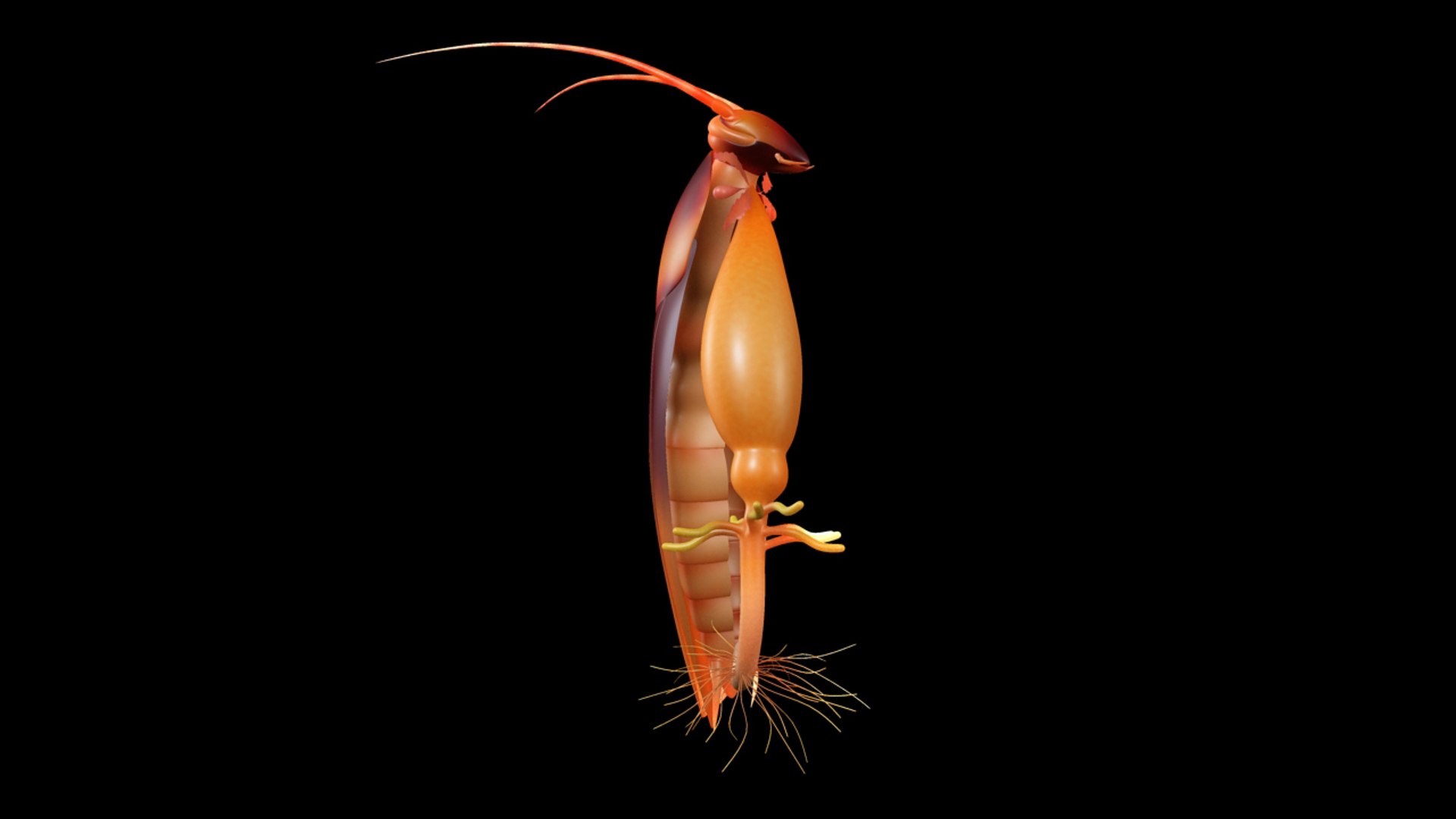 Cockroach Digestive 3d Model