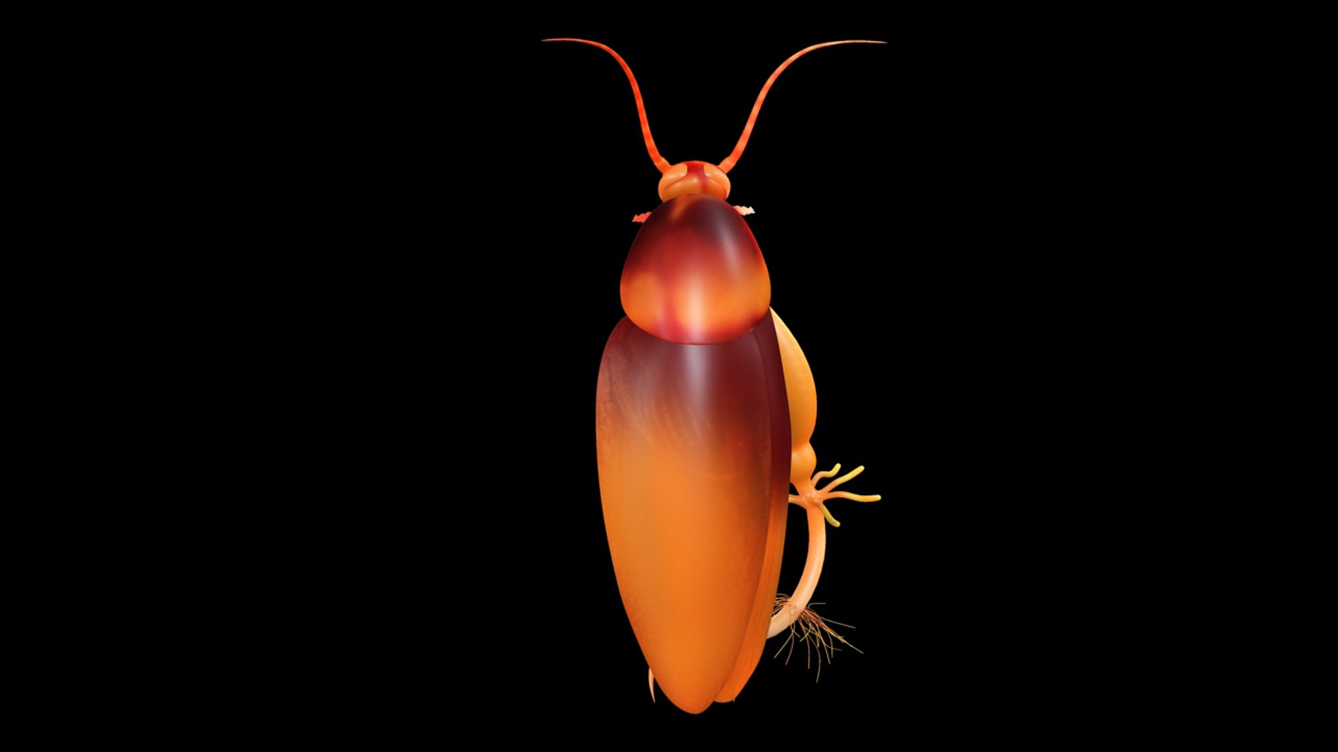 Cockroach Digestive 3d Model