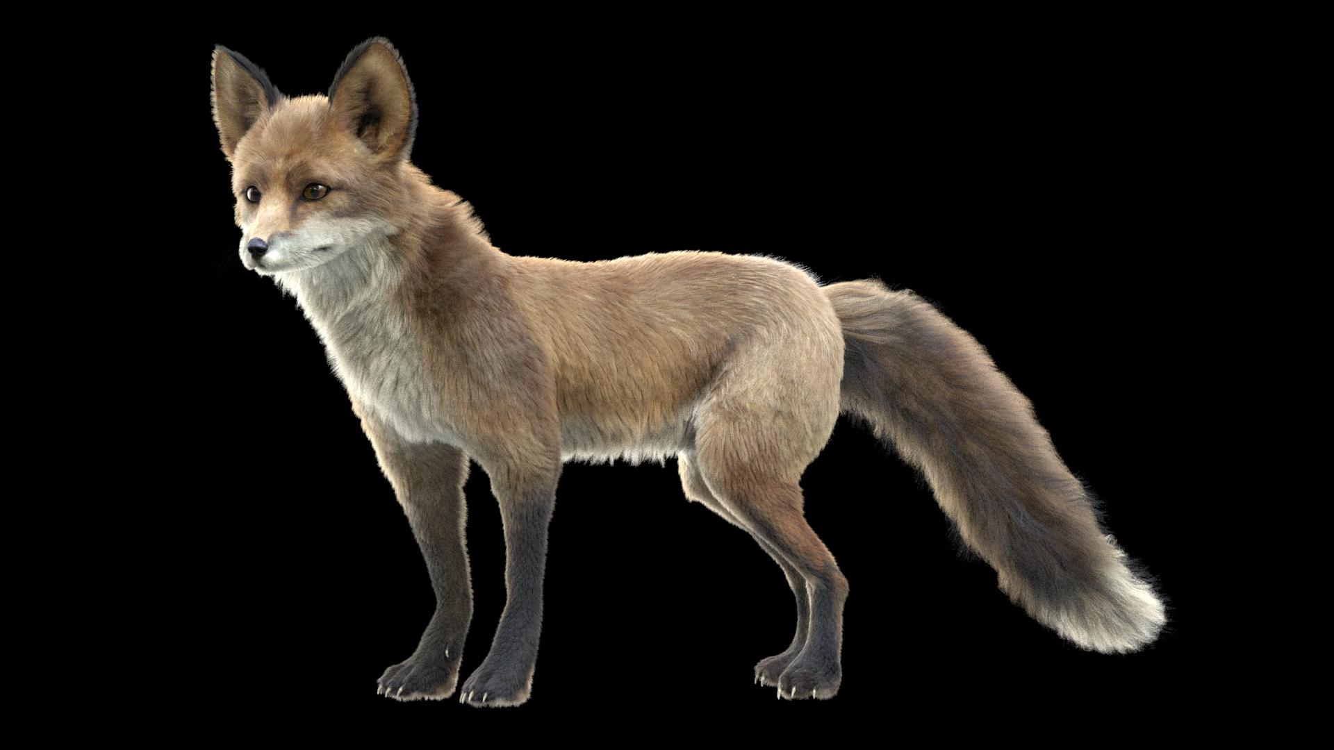 Red Fox Fur Rigged 3D 3D Model - TurboSquid 2437403