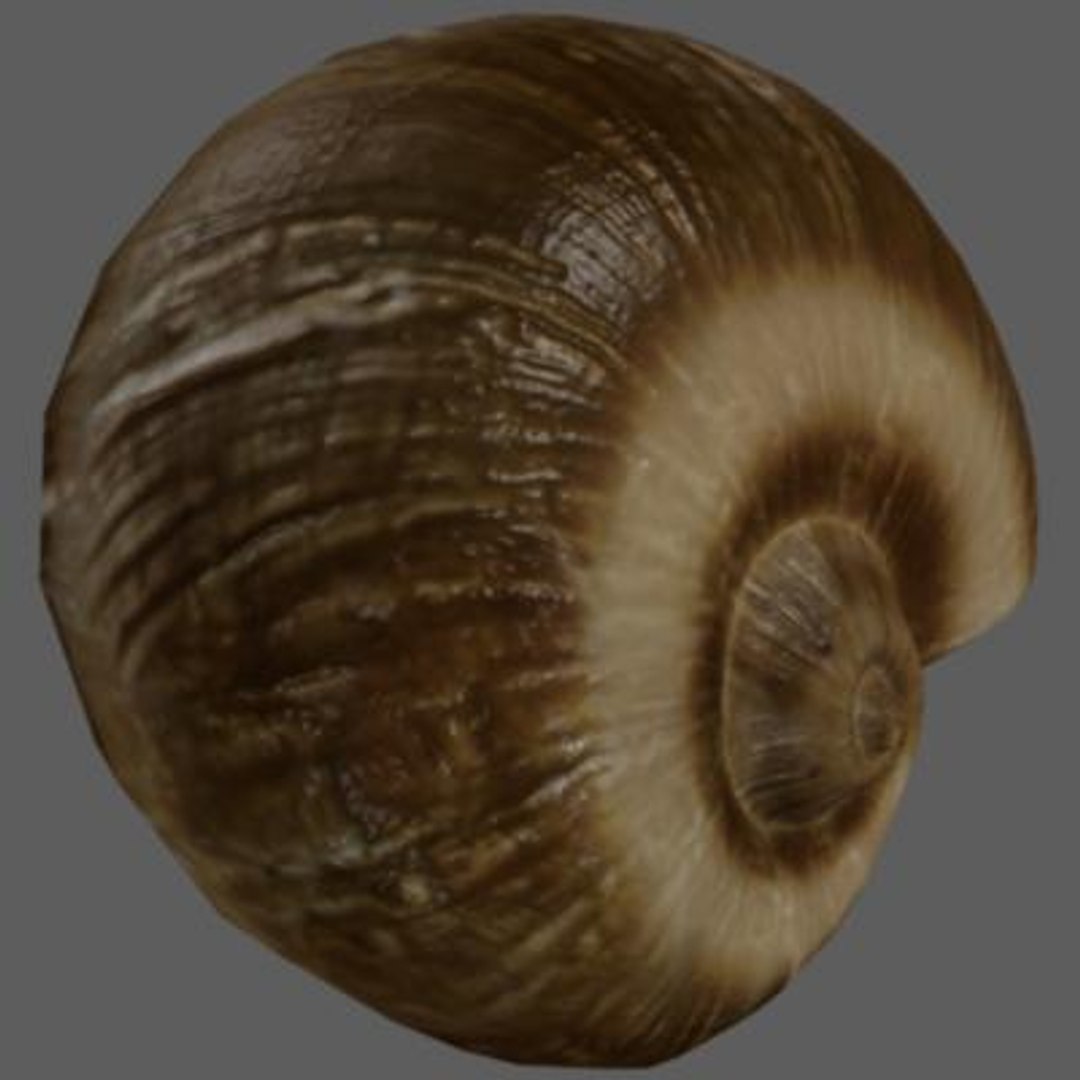 Maya Snail Shell