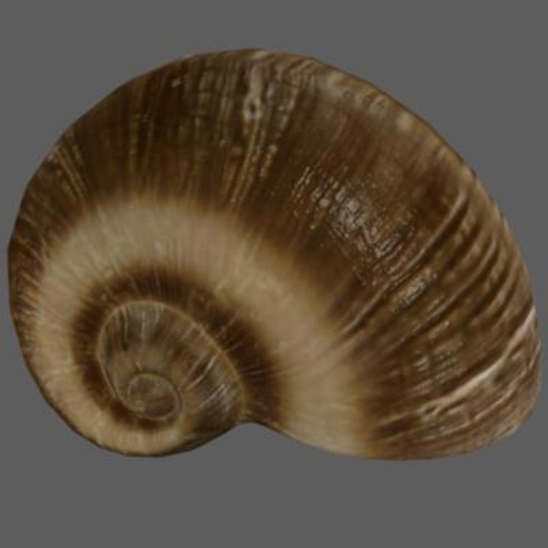 Maya Snail Shell