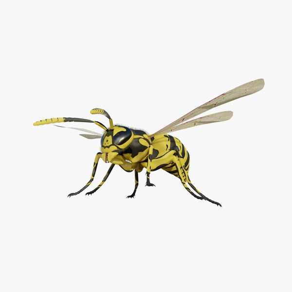 Wasp 3D Models for Download | TurboSquid