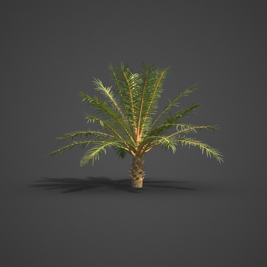 Palm Tree Nature Model - TurboSquid 1679689