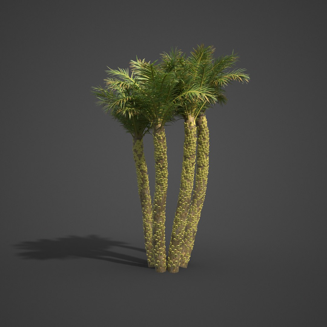 Palm tree nature model - TurboSquid 1679689