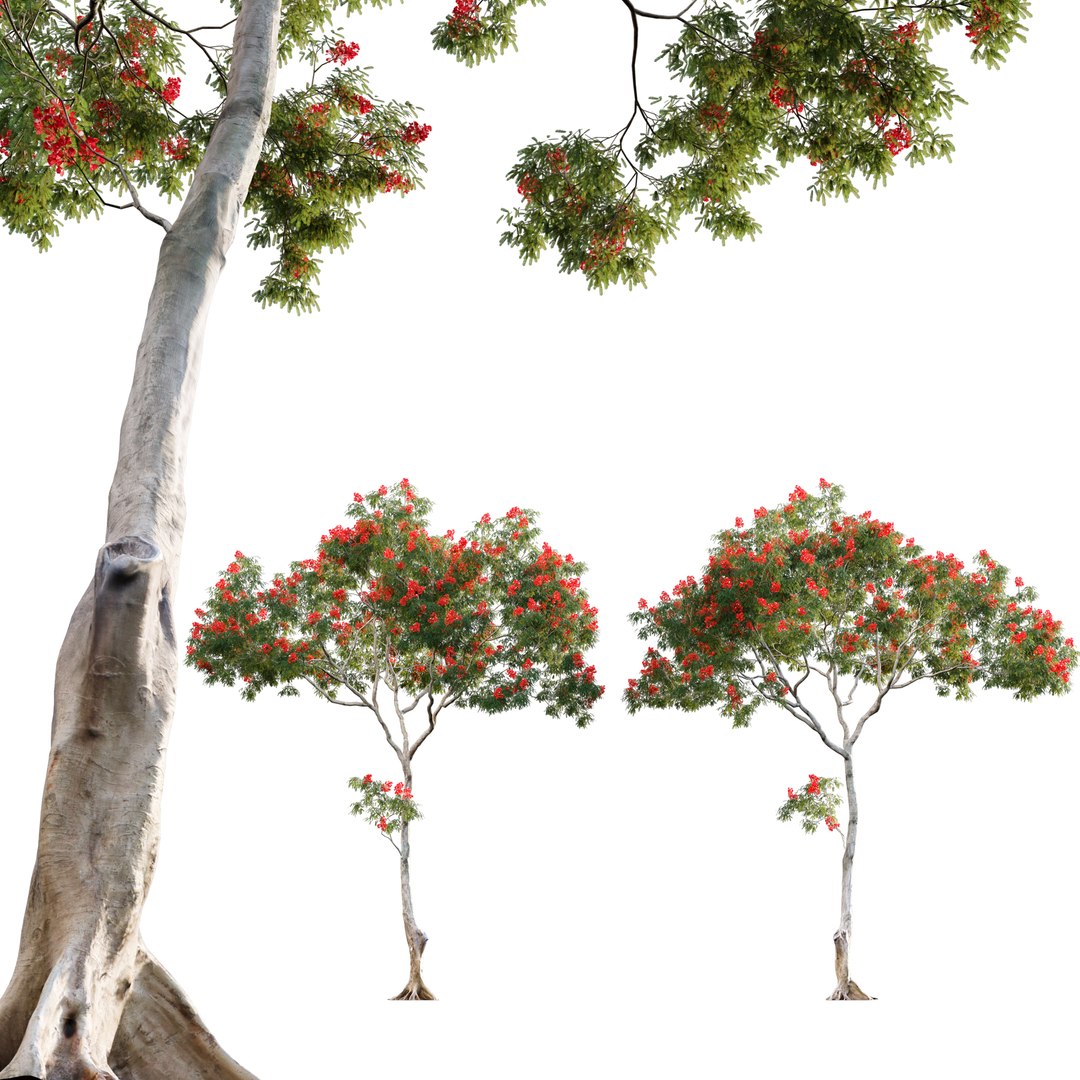 3D Dolonix regia - Royal Poinciana model - TurboSquid 1808260