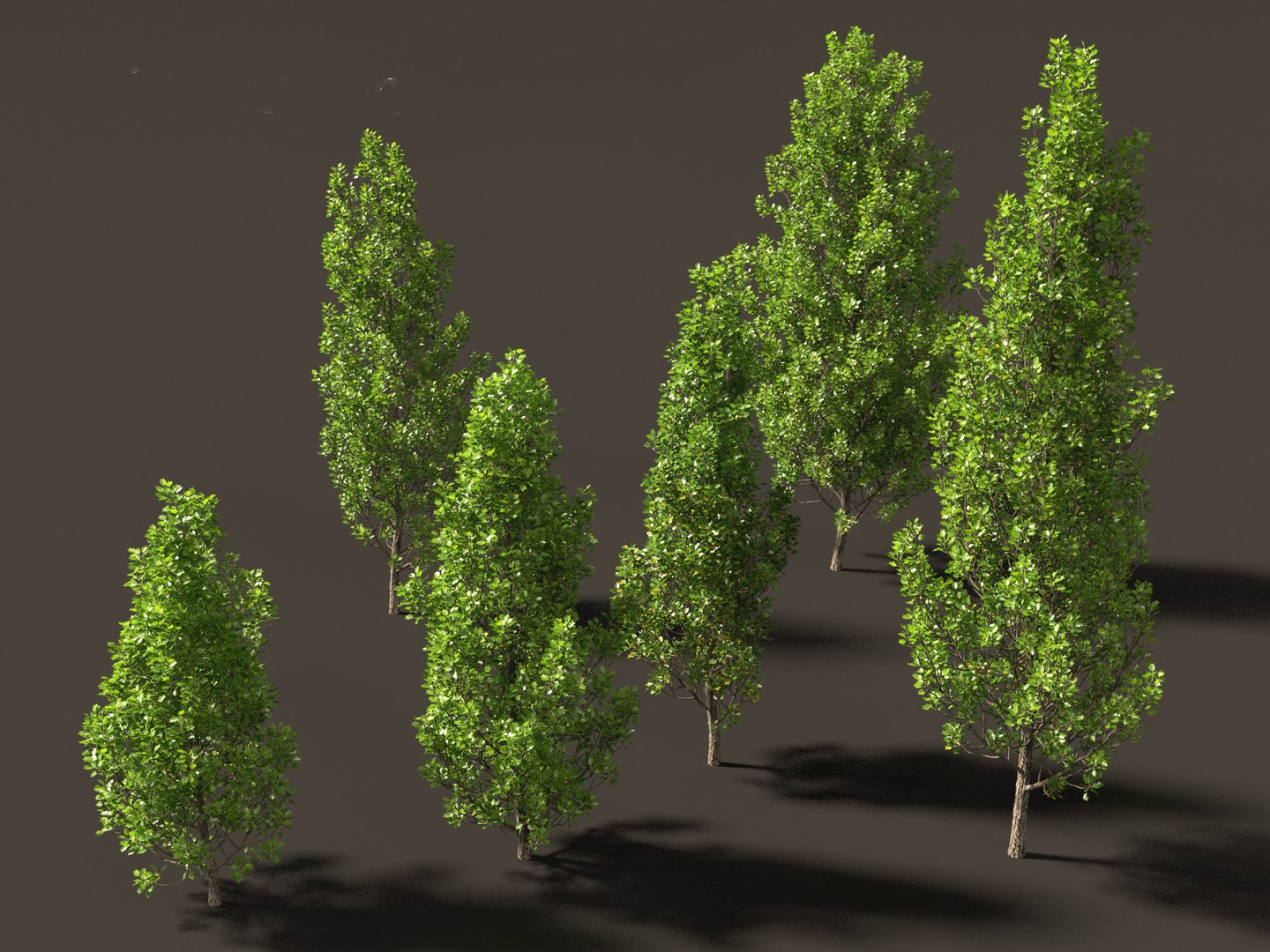 3D model Liriodendron tulipifera Fastigiatum - Upright Tulip Tree 01 ...