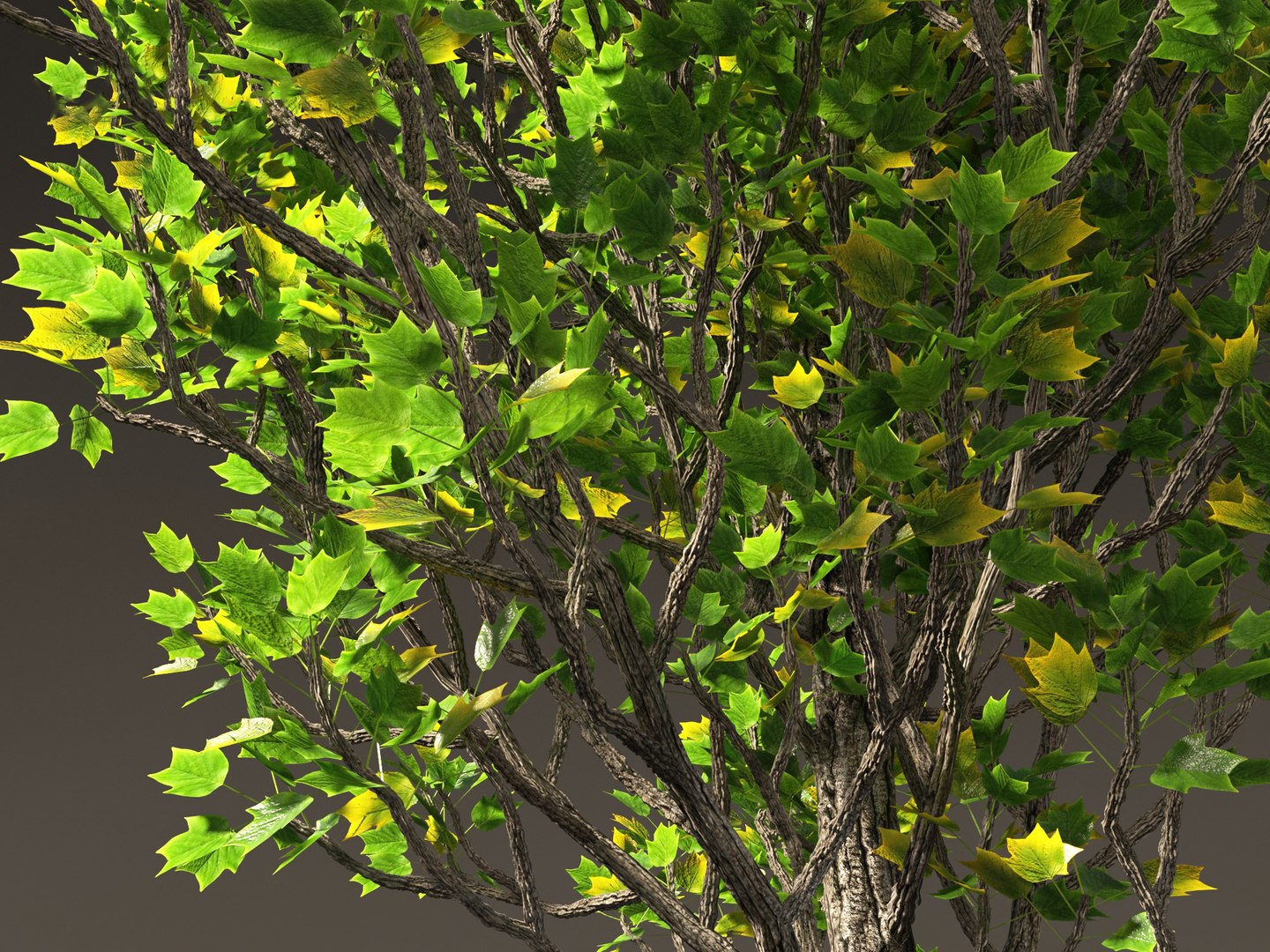 3D model Liriodendron tulipifera Fastigiatum - Upright Tulip Tree 01 ...