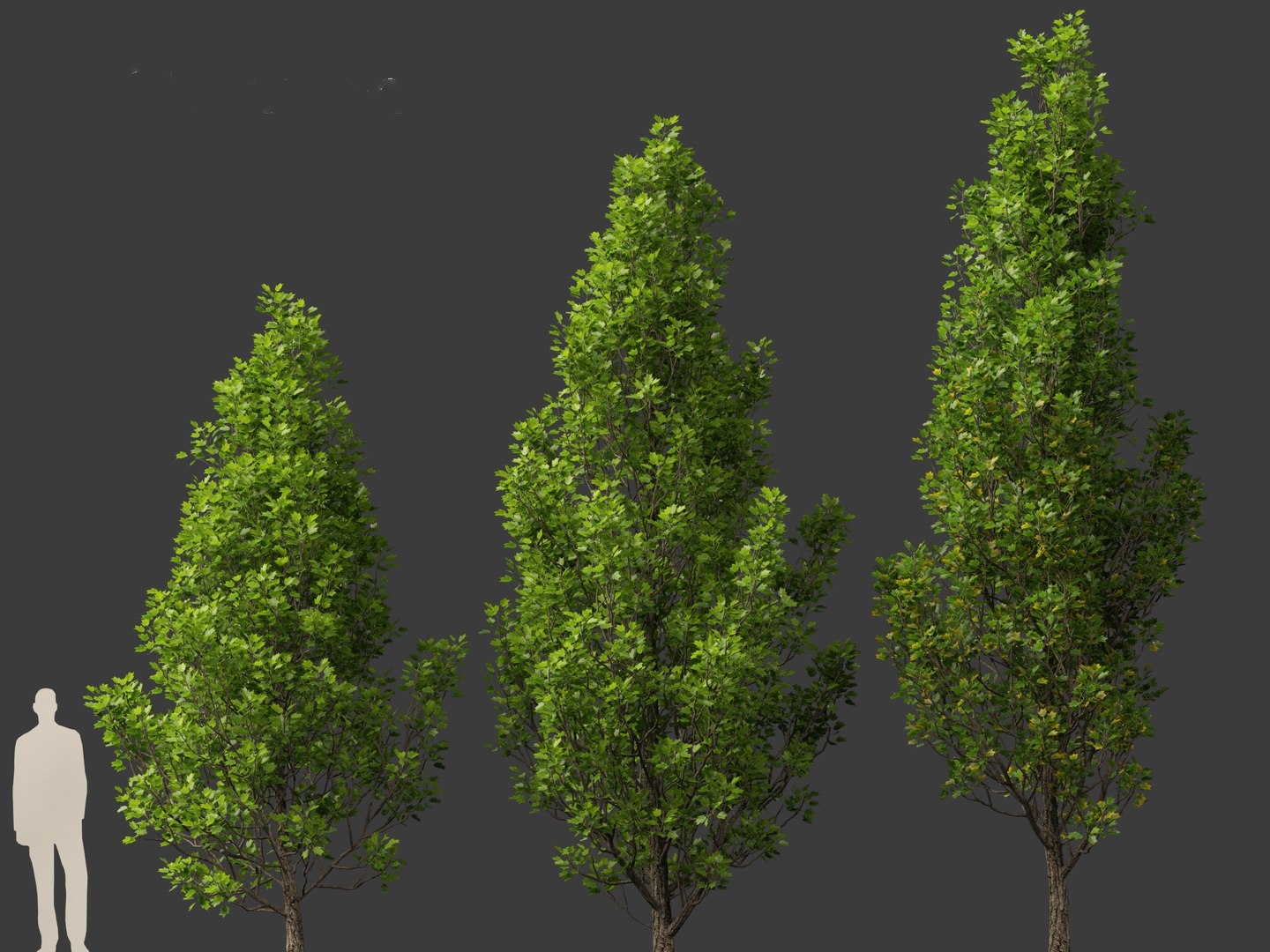 3D model Liriodendron tulipifera Fastigiatum - Upright Tulip Tree 01 ...