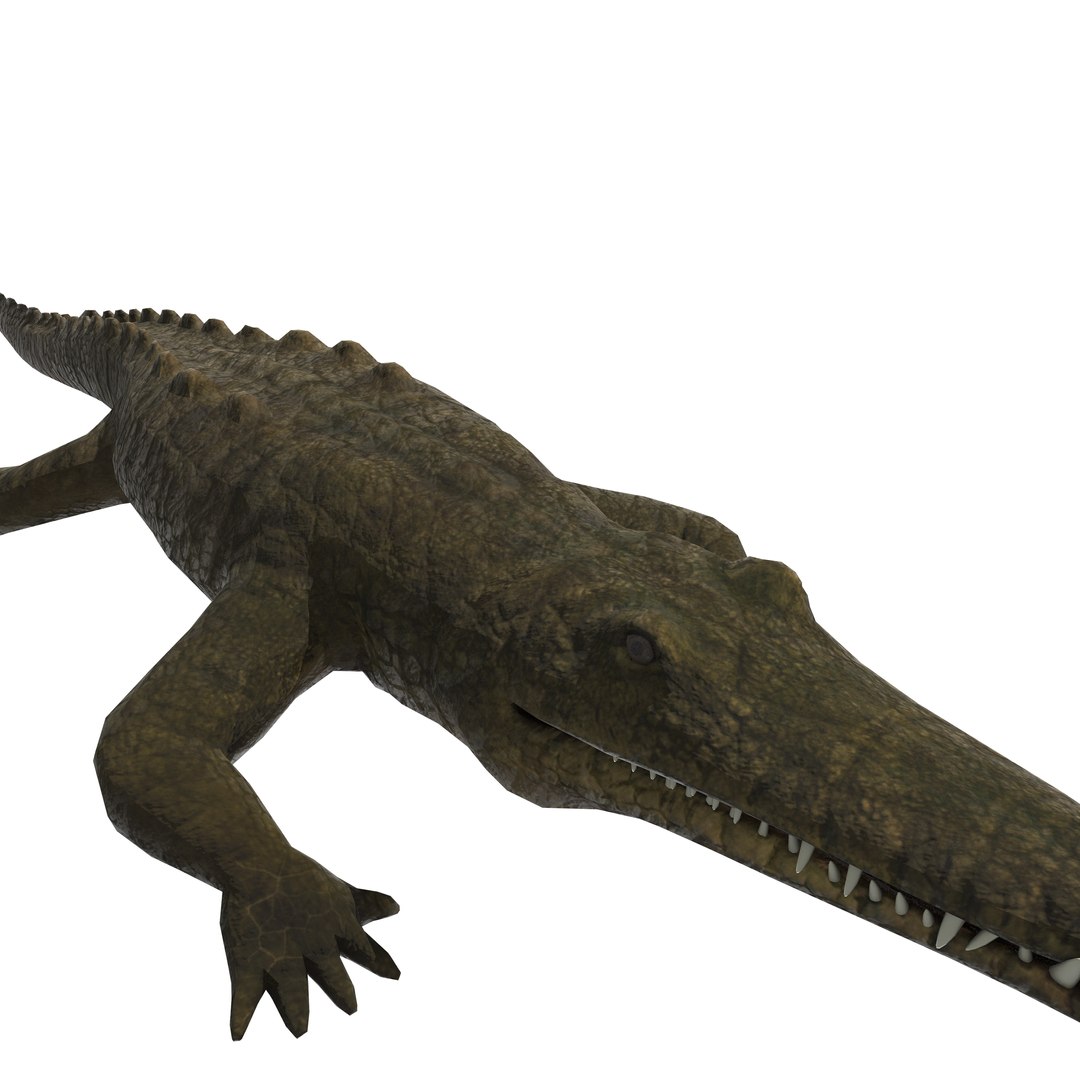 Crocodile Low-poly 3D Model - TurboSquid 1461593