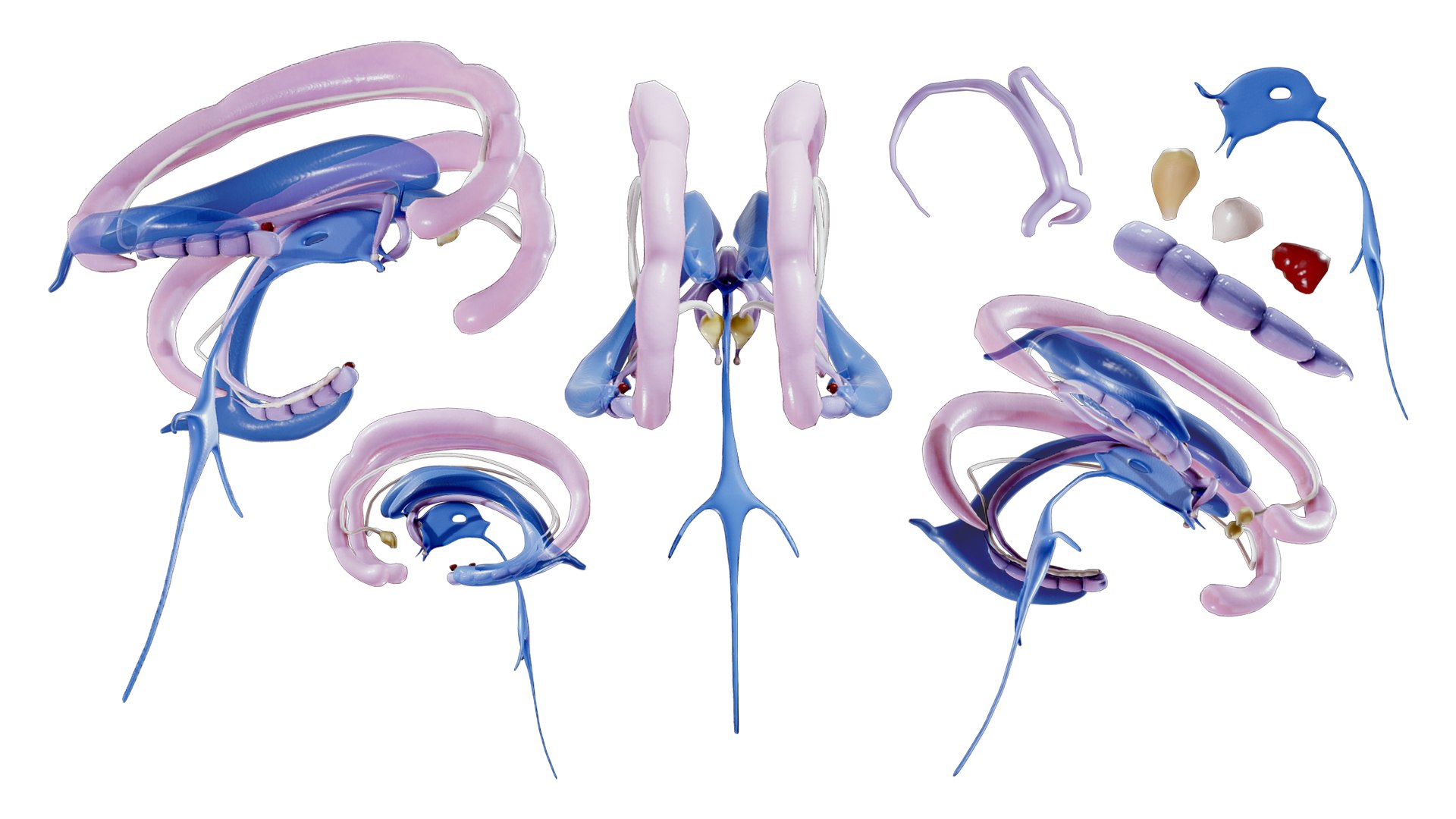 3D Limbic System Anatomy Model - TurboSquid 2151746