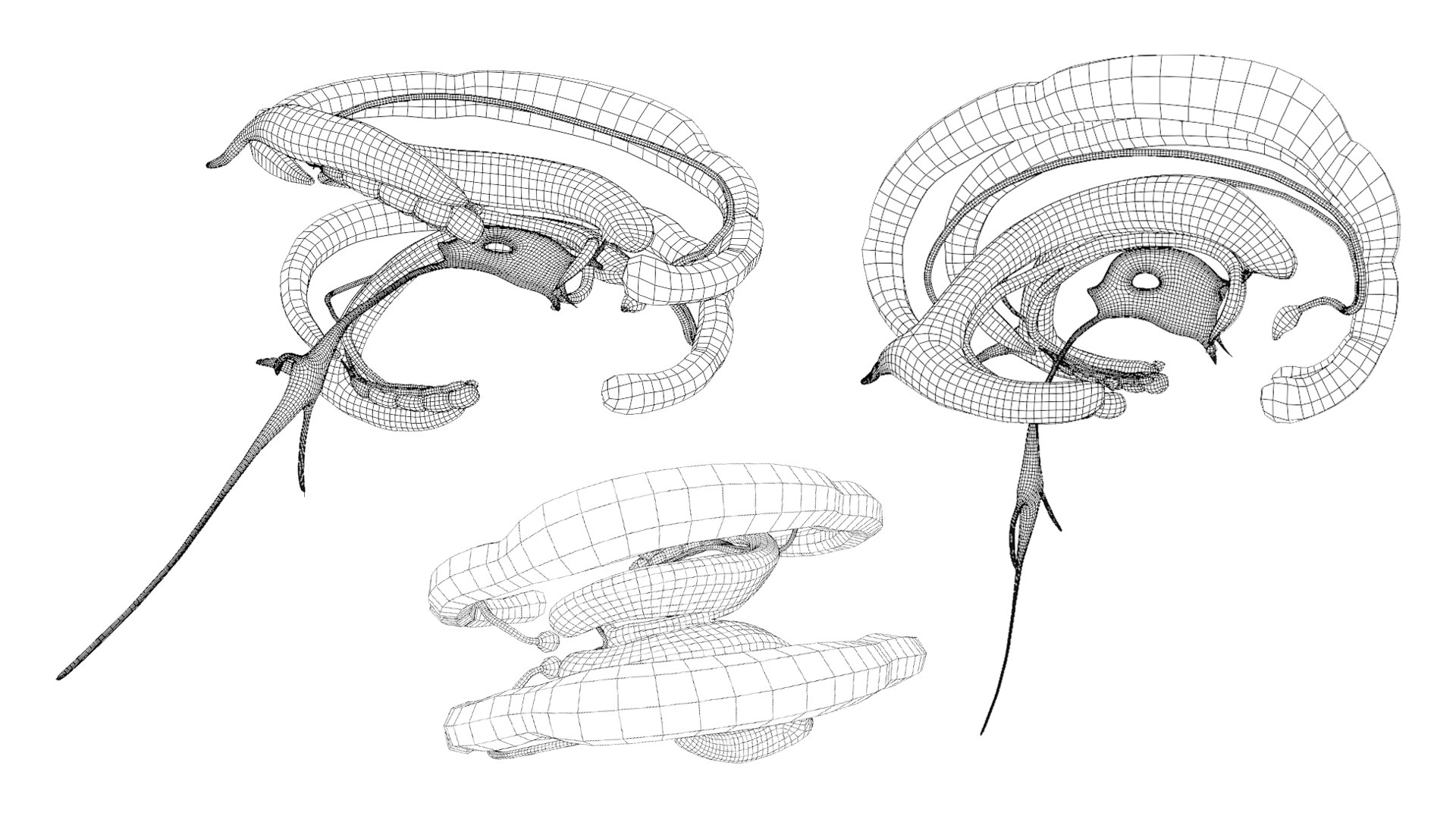 3D Limbic System Anatomy Model - TurboSquid 2151746