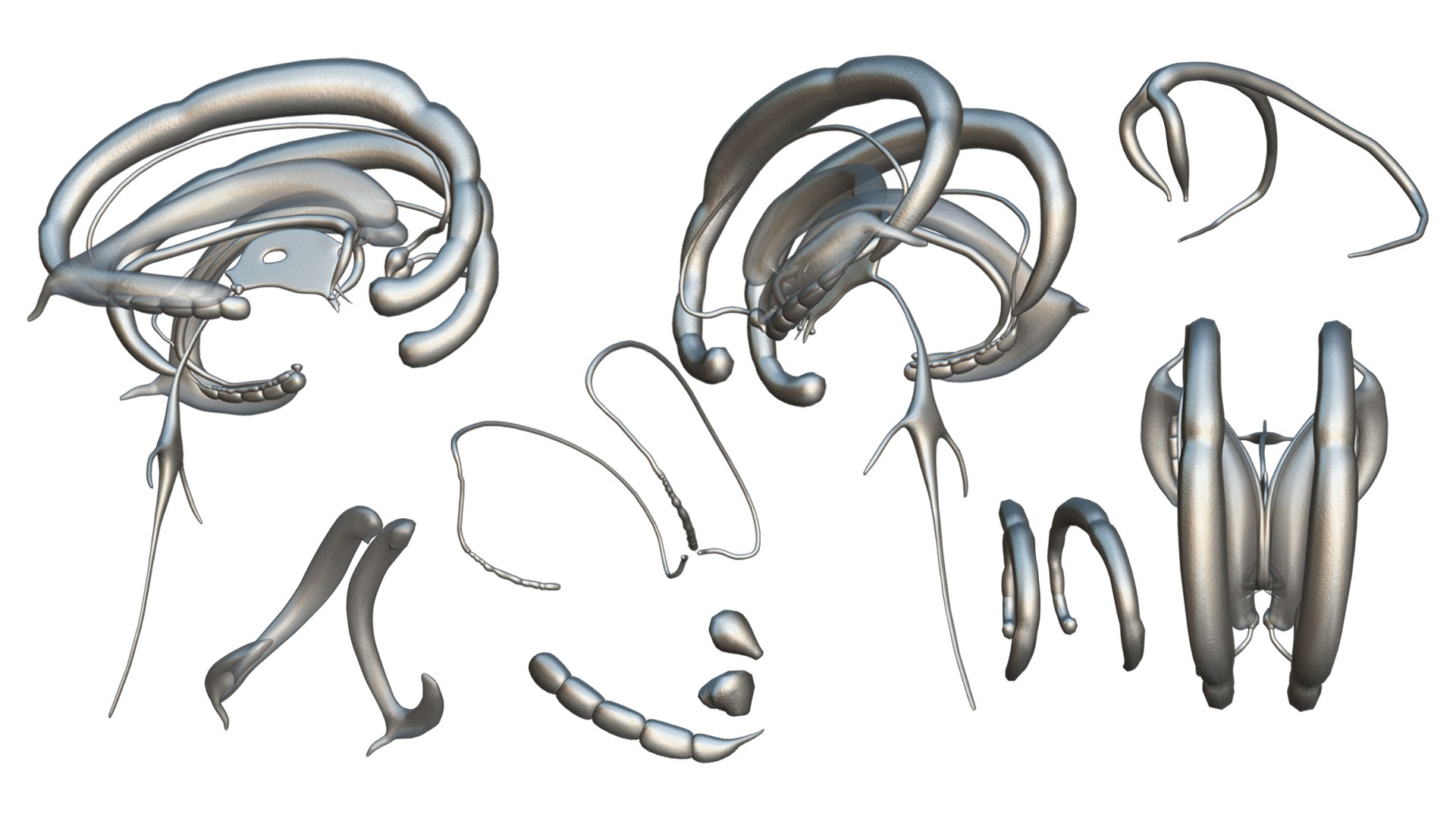 3D Limbic System Anatomy Model - TurboSquid 2151746