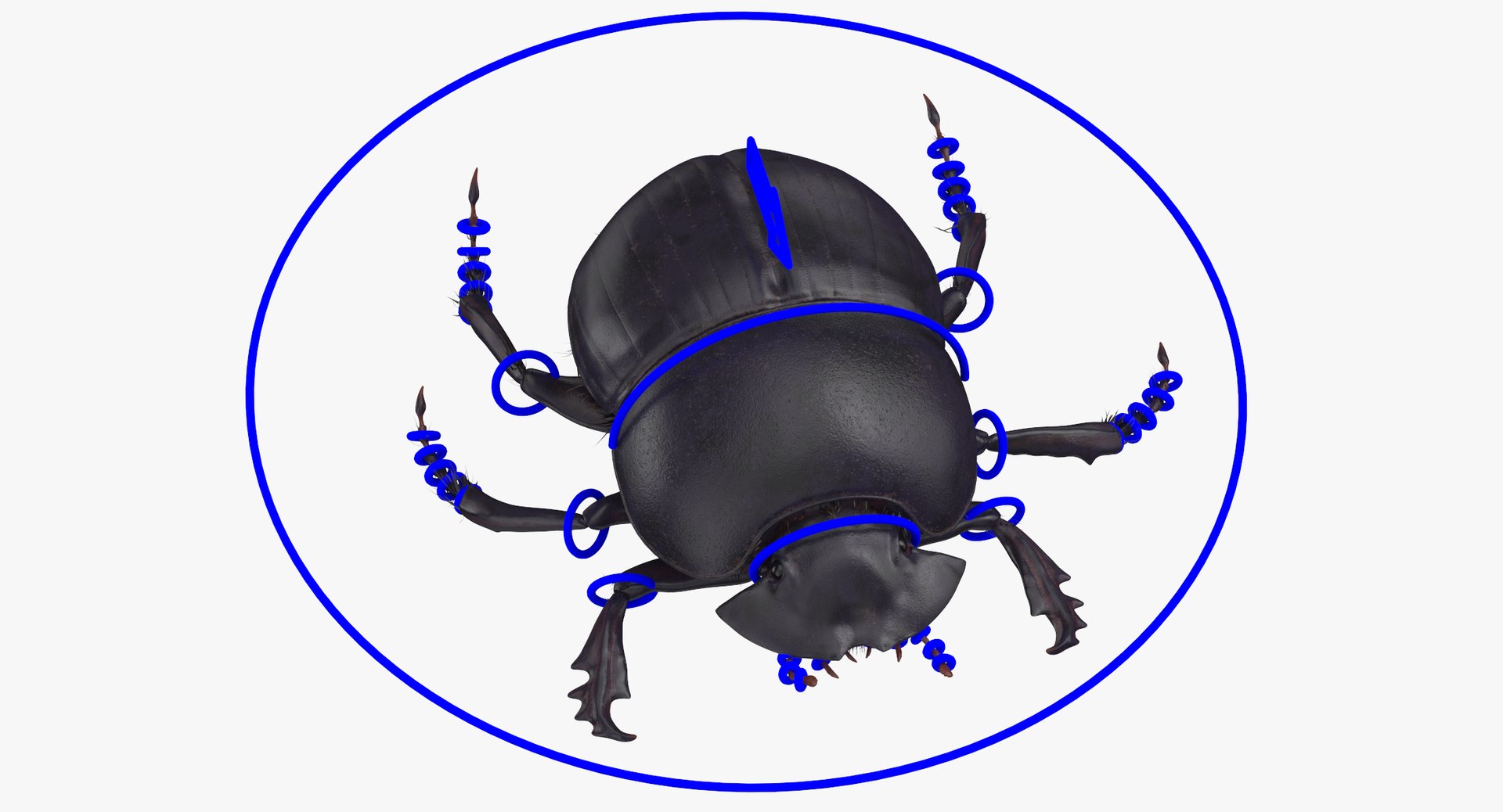 Black Scarab Beetle Rigged 3D - TurboSquid 1375563