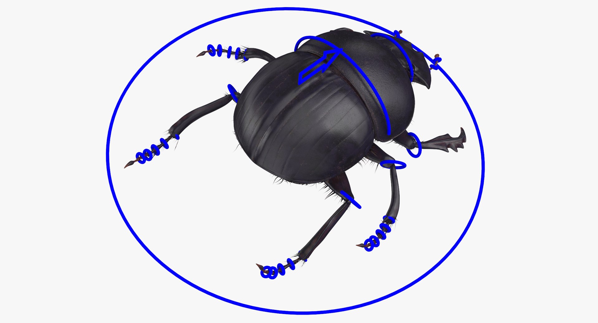 Black Scarab Beetle Rigged 3D - TurboSquid 1375563