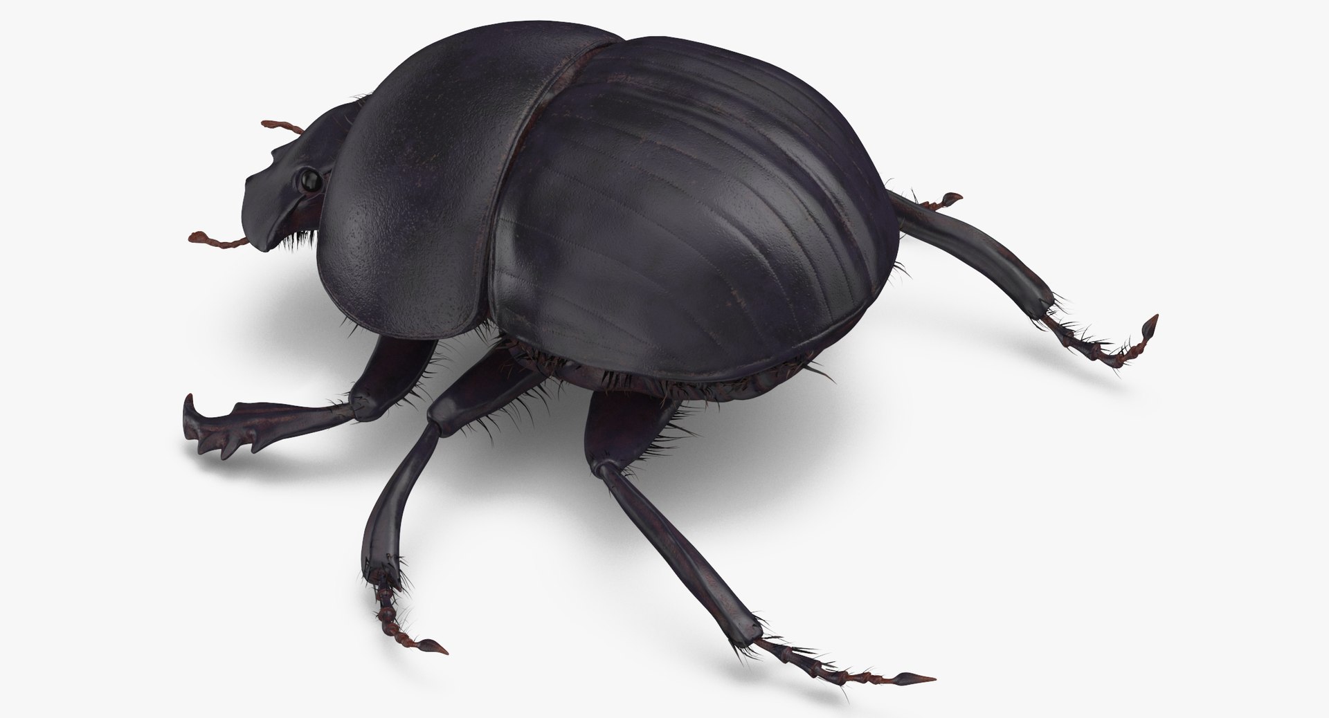 Black Scarab Beetle Rigged 3D - TurboSquid 1375563