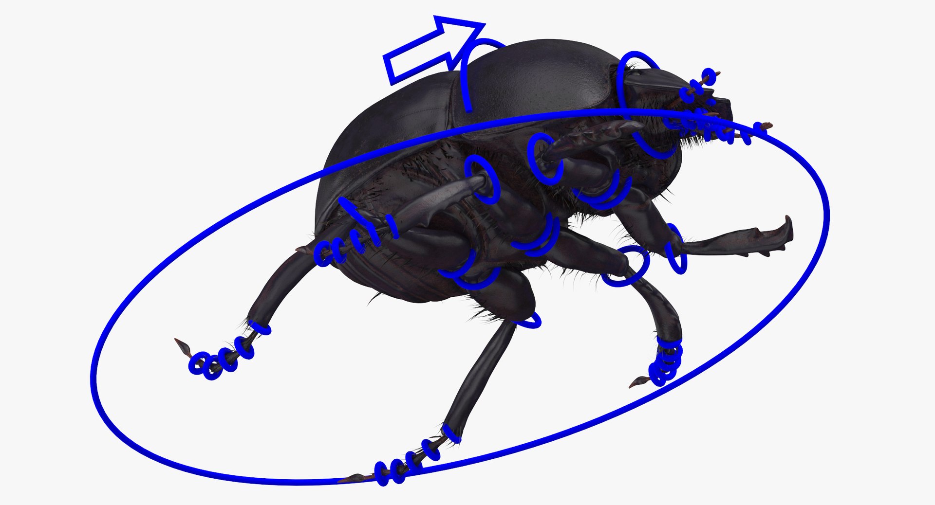 Black Scarab Beetle Rigged 3D - TurboSquid 1375563