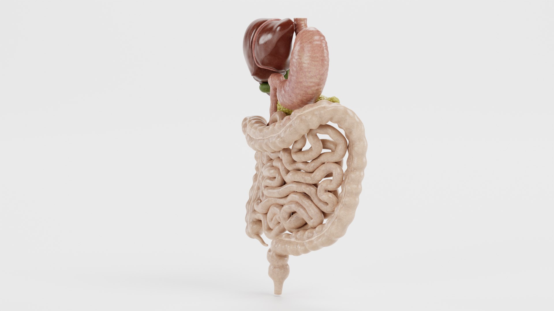 3D Digestive System Model - TurboSquid 1755882