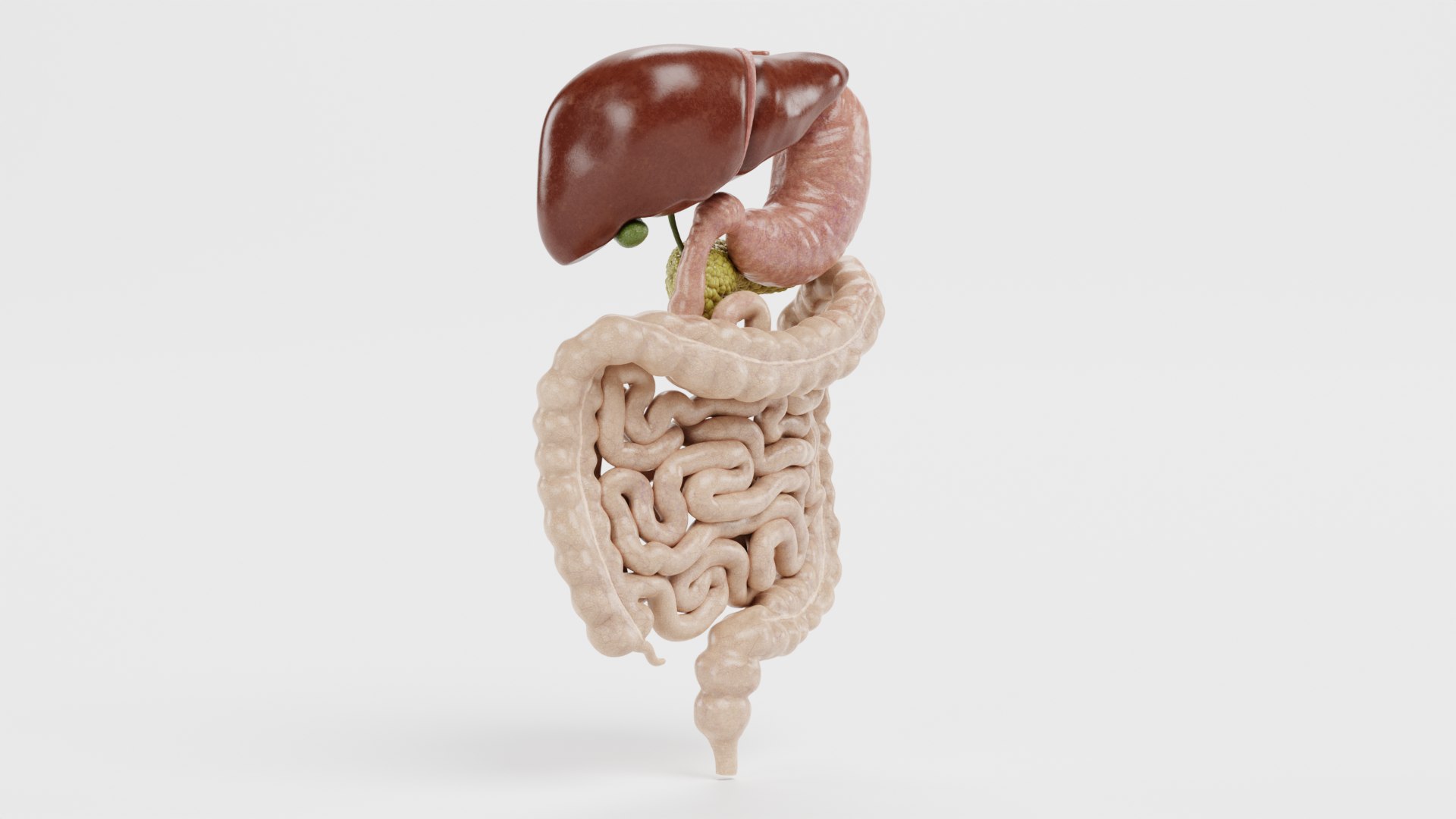 3D Digestive System Model - TurboSquid 1755882