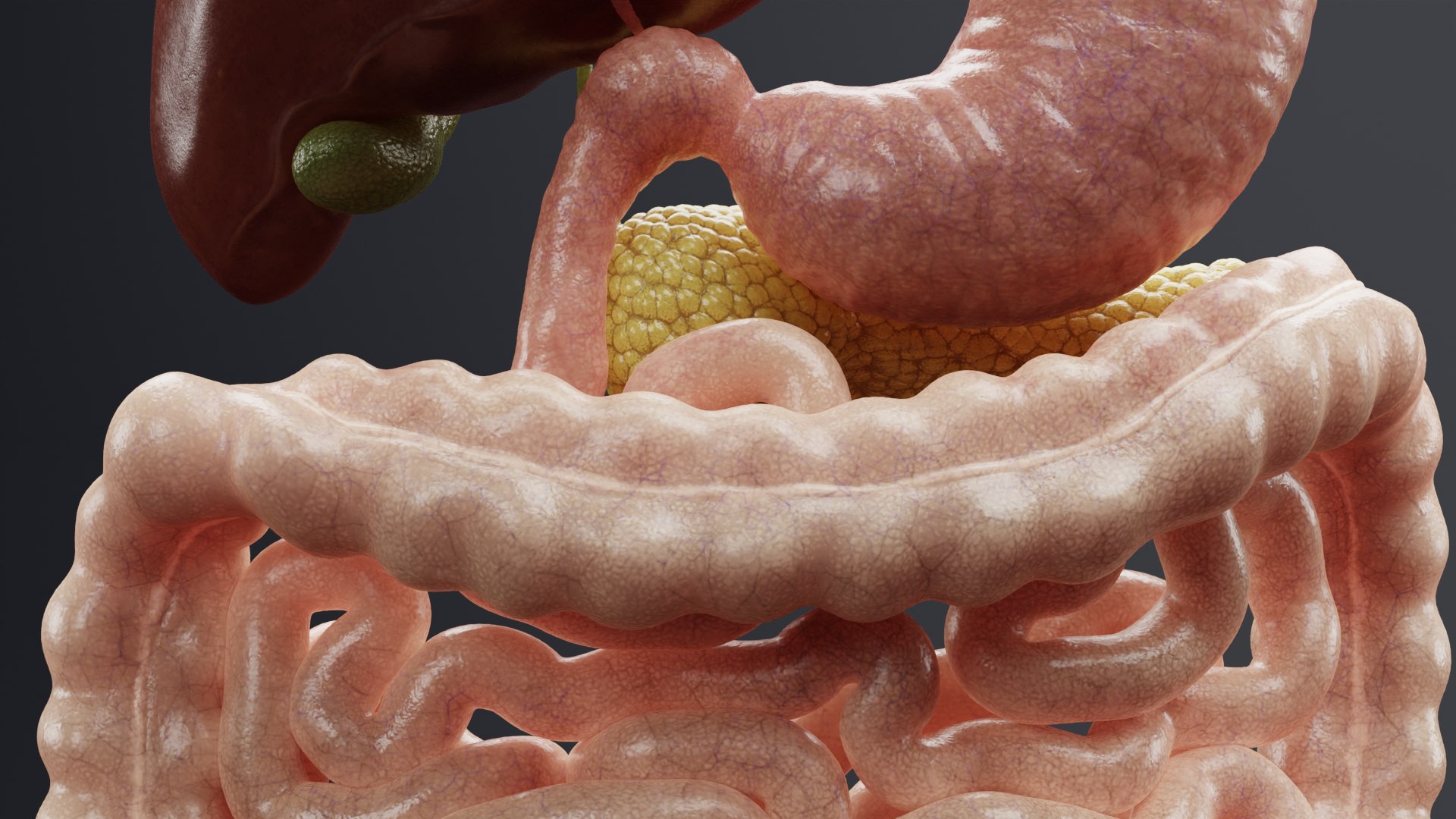3D Digestive System model - TurboSquid 1755882