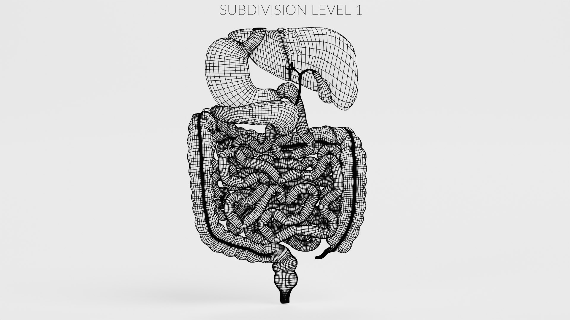 3D Digestive System model - TurboSquid 1755882