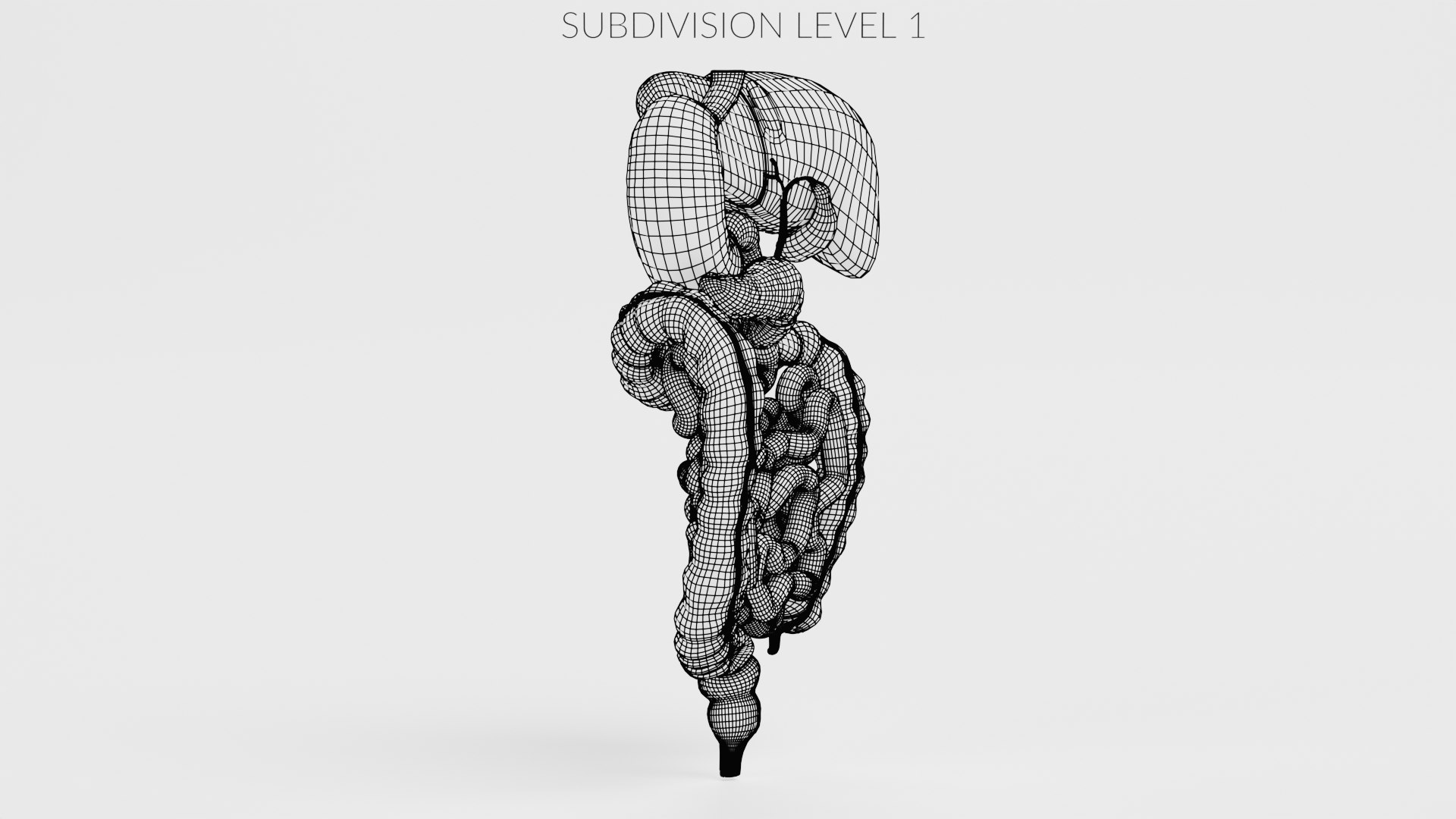 3D Digestive System model - TurboSquid 1755882