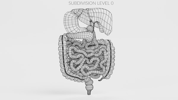 3D Digestive System model - TurboSquid 1755882