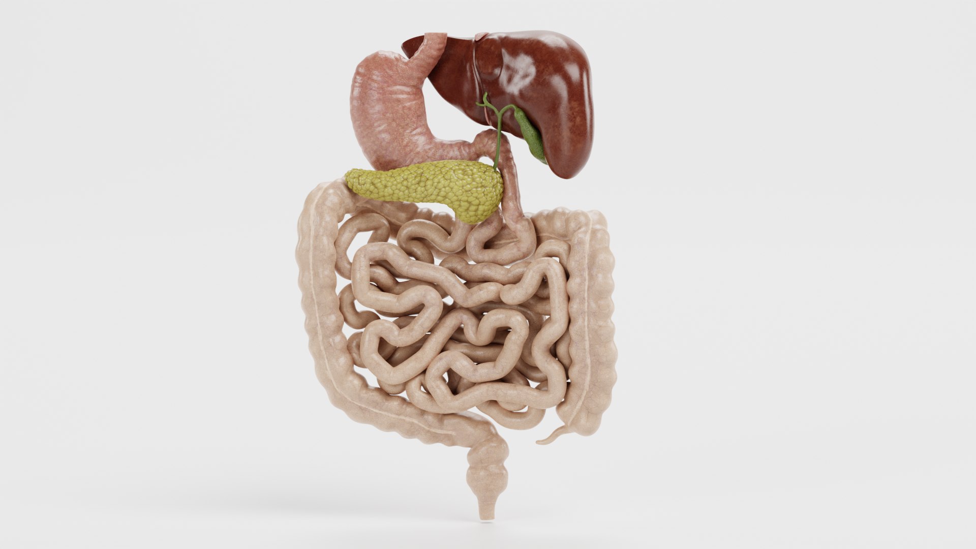 3D Digestive System Model - TurboSquid 1755882