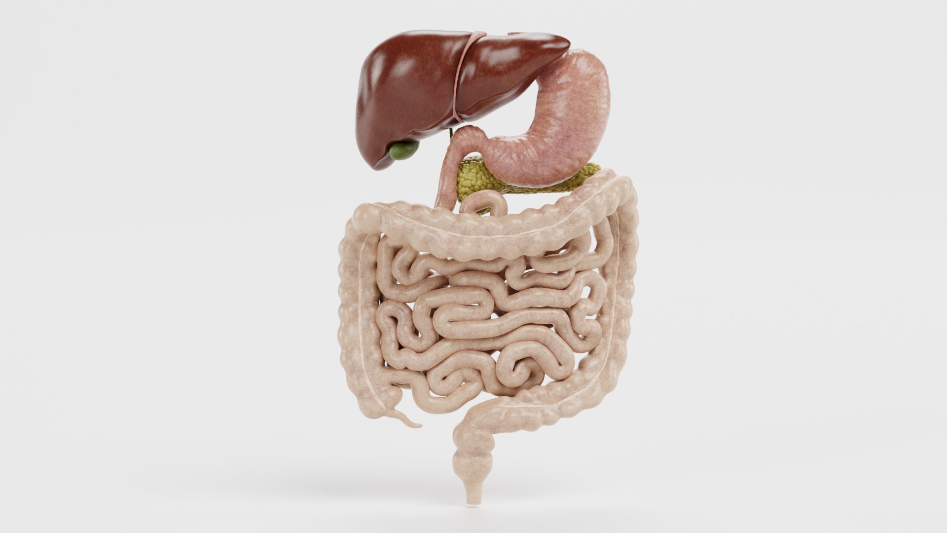 Digestive System 3d Model Ideas