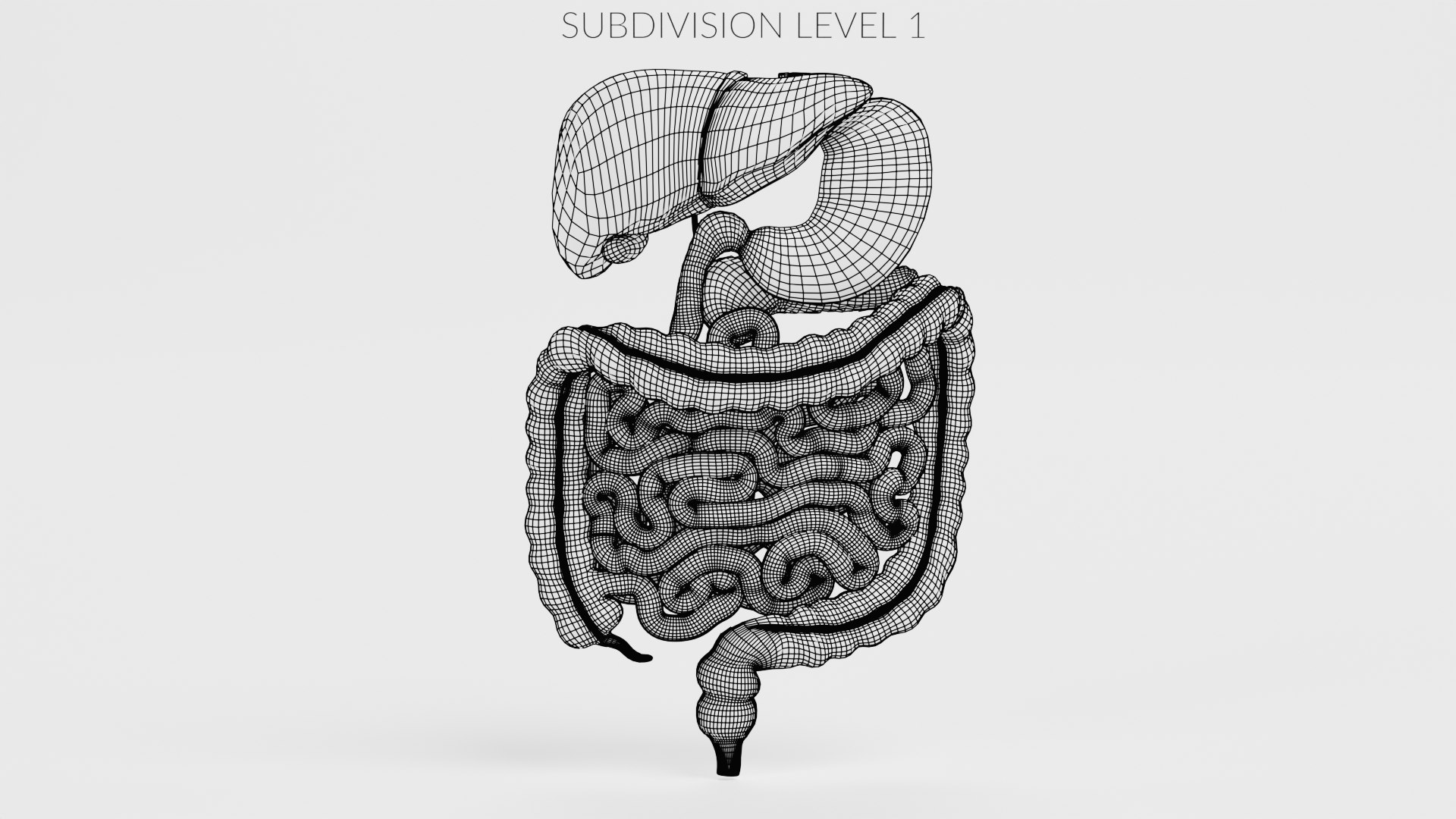 3D Digestive System model - TurboSquid 1755882