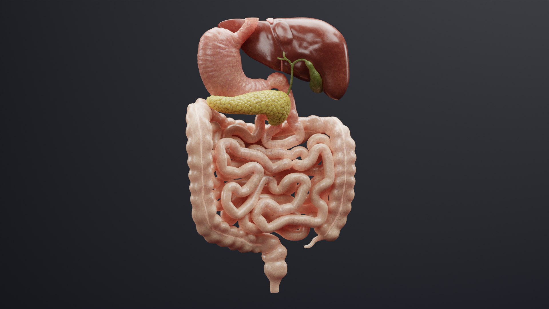 3D Digestive System Model - TurboSquid 1755882