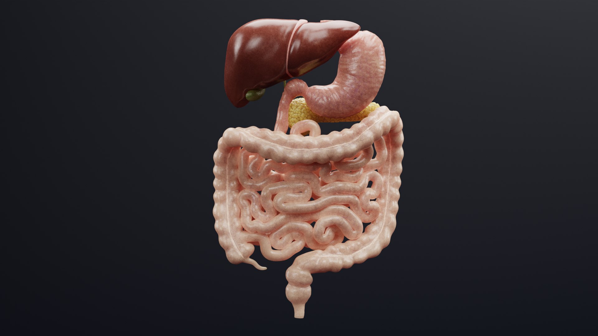 3D Digestive System Model - TurboSquid 1755882