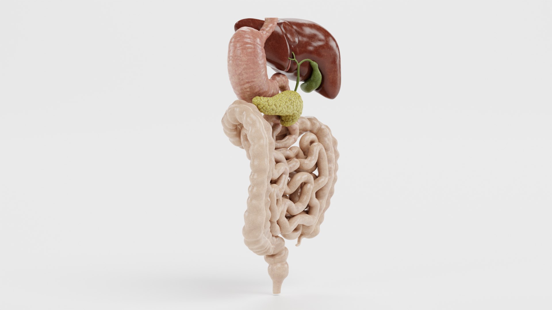 3D Digestive System Model - TurboSquid 1755882