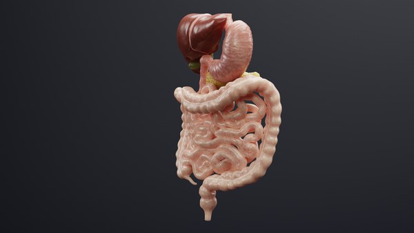 3D Digestive System model - TurboSquid 1755882