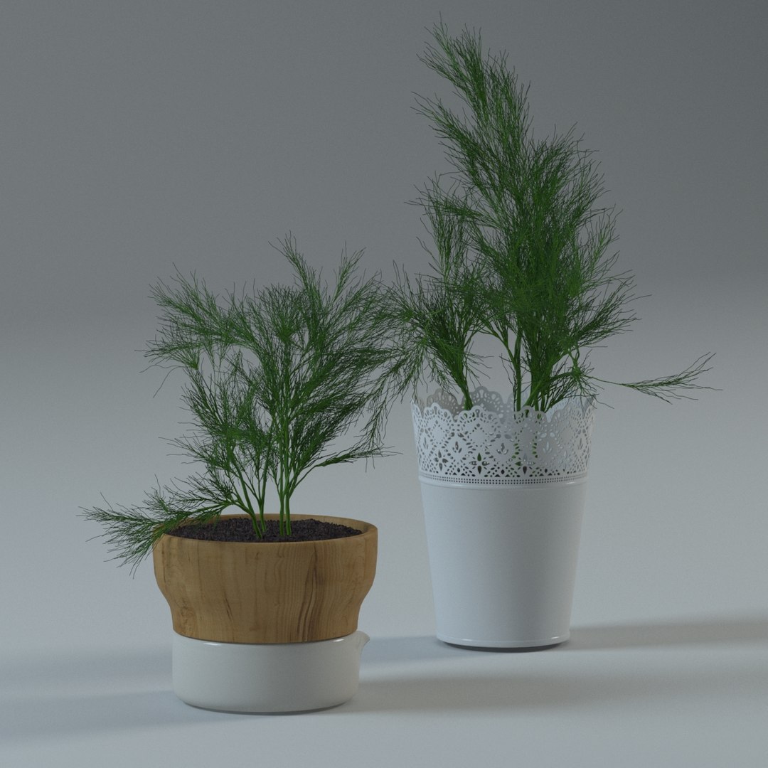 Dill Pot Plant 3d Model