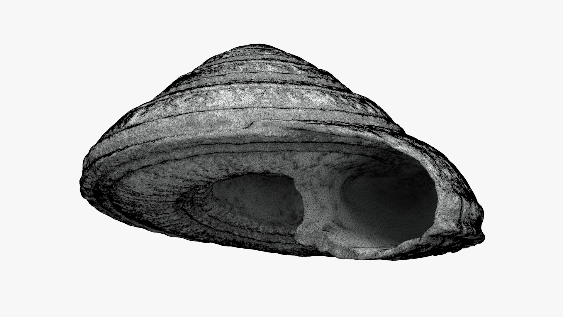 3D Seashell For 3D Print Collection 1 Model - TurboSquid 2427621