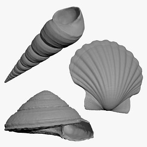 3D Clam Models - Browse & Download Formats - TurboSquid