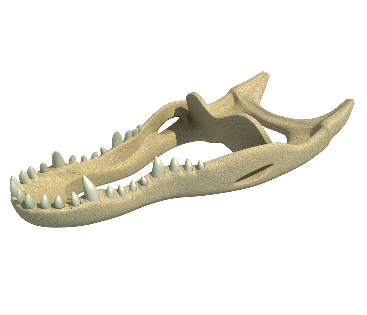 Crocodile Jaw 3D Model - TurboSquid 1177861
