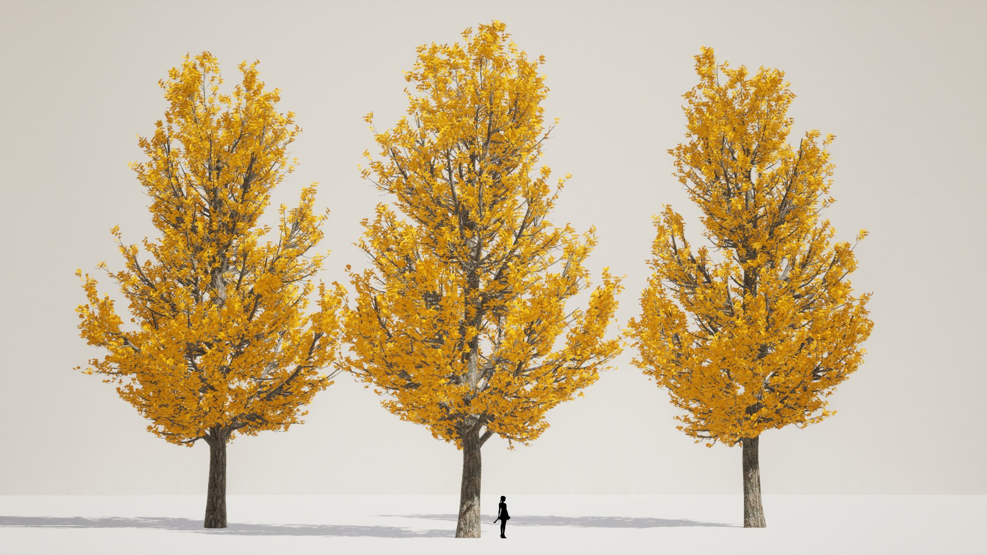 5 Realistic Korean Ginkgo Trees 3D Model - TurboSquid 2317485