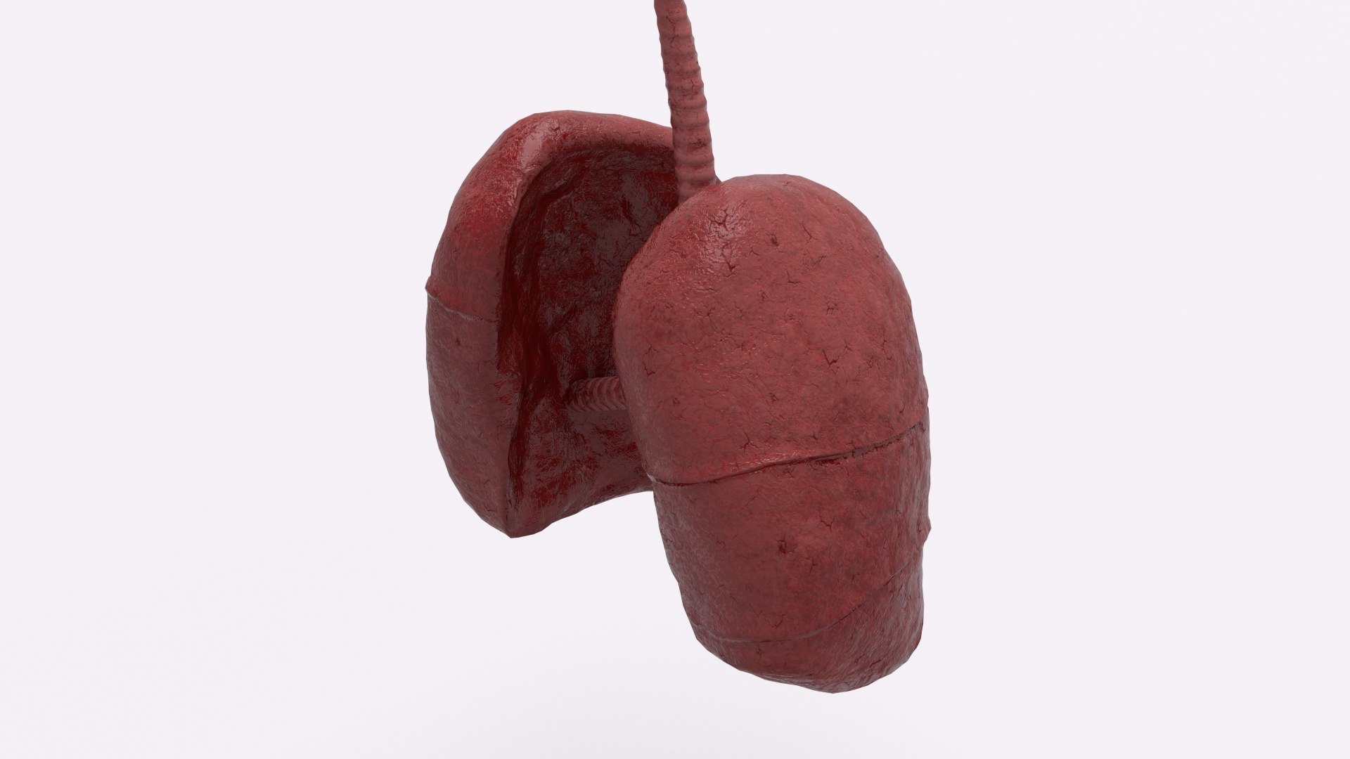 3D Human Respiratory Model - TurboSquid 1851927