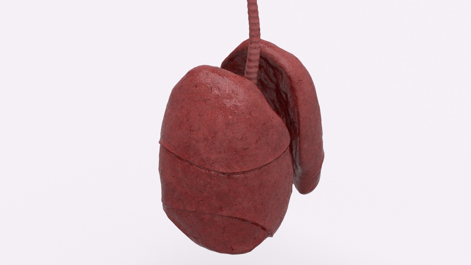 3D Human Respiratory Model - TurboSquid 1851927
