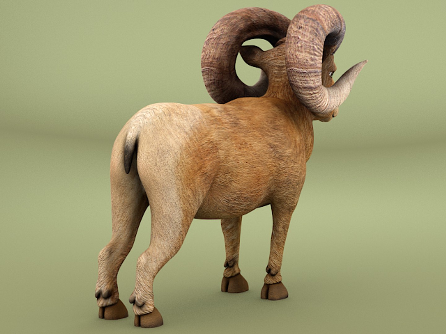 ram horns 3d model