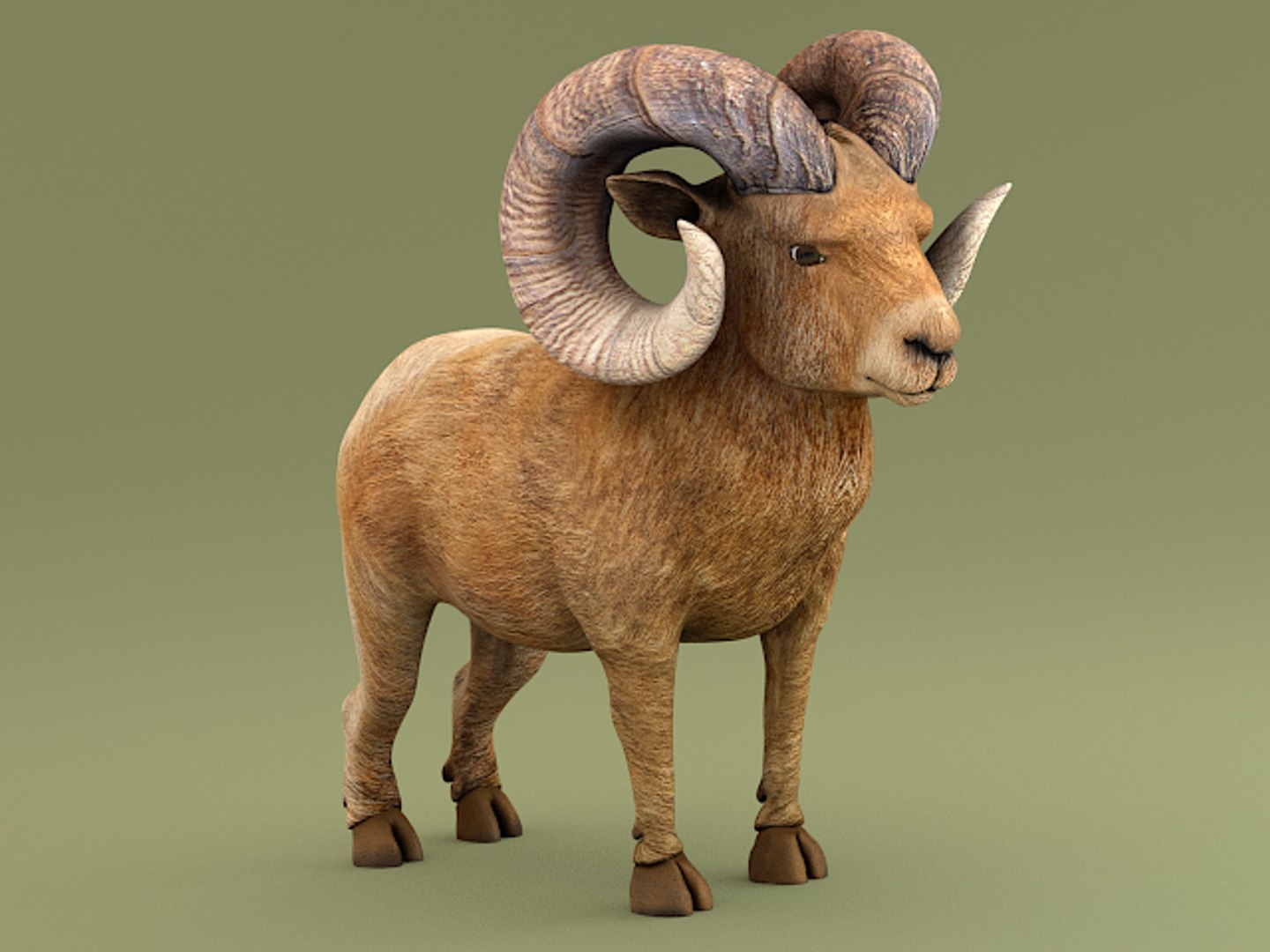 ram horns 3d model