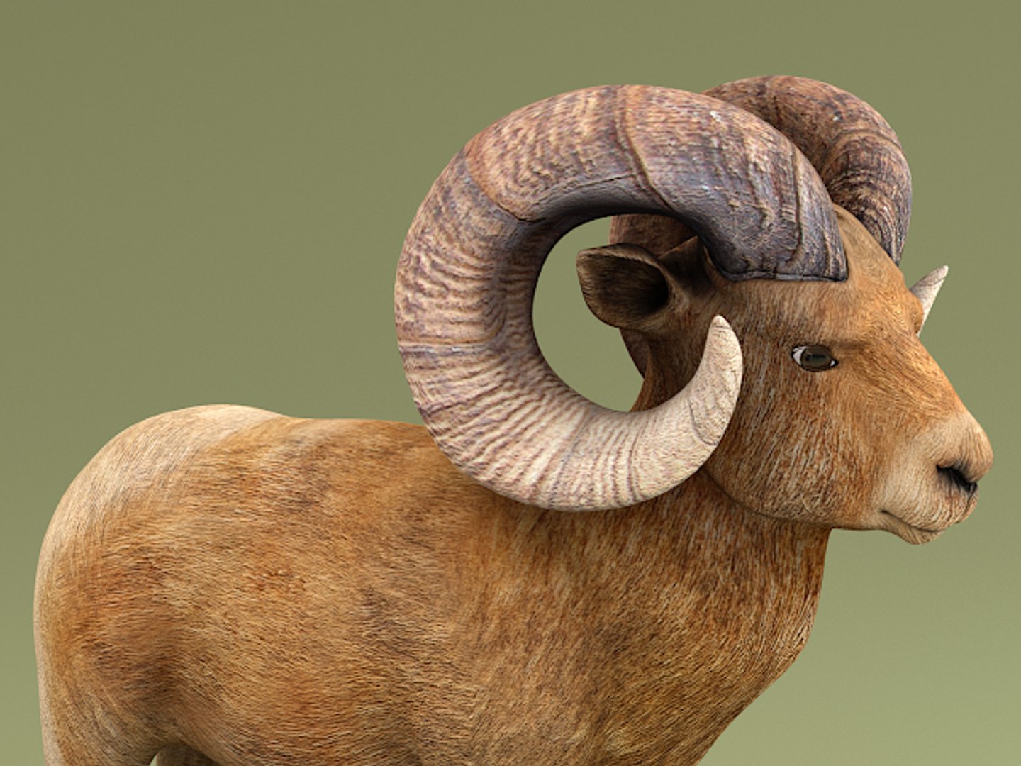 ram horns 3d model