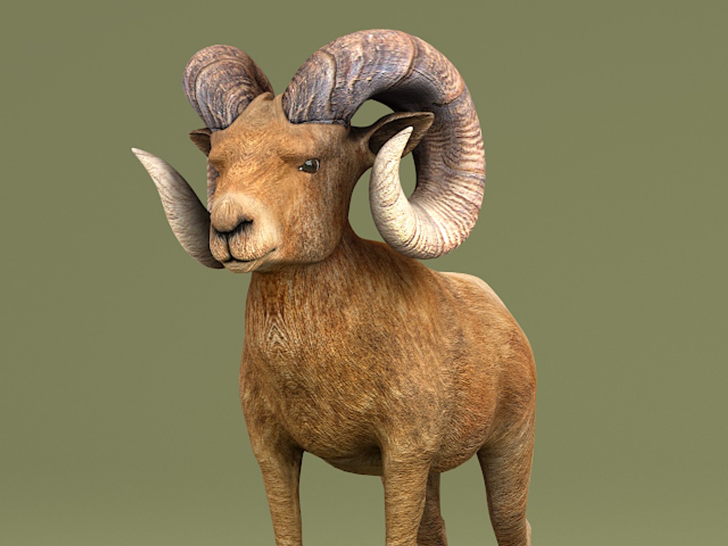 ram horns 3d model
