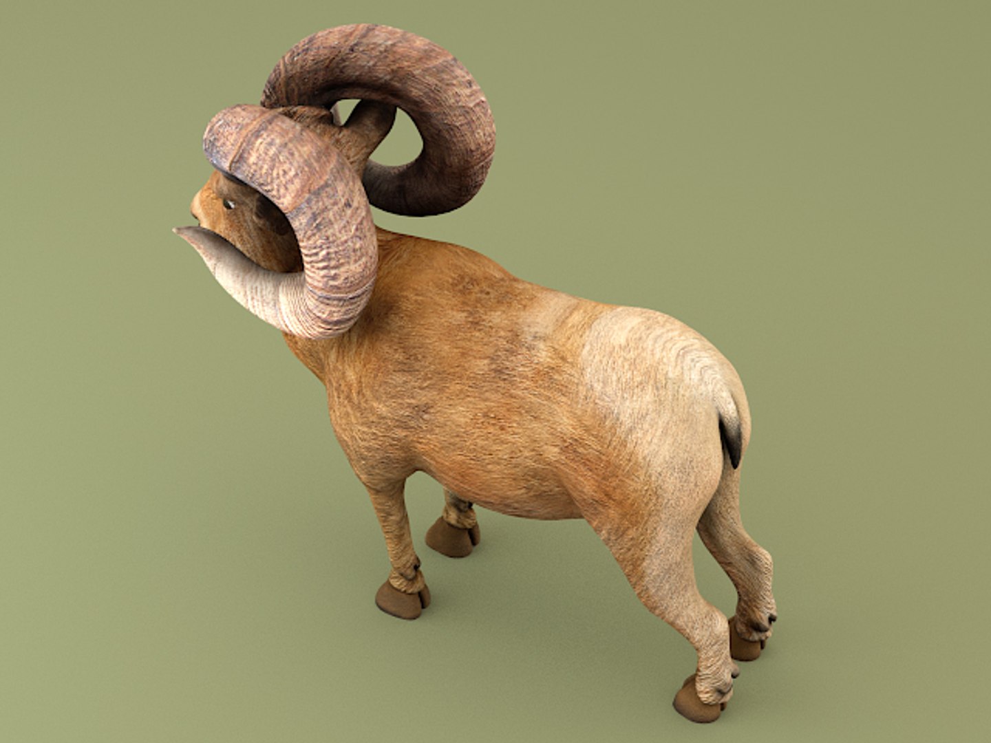 ram horns 3d model