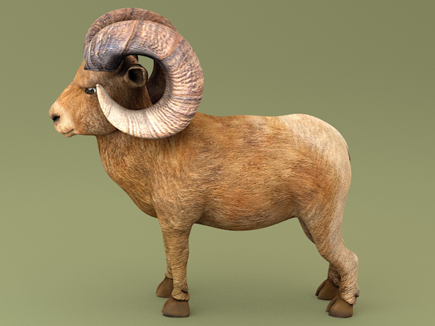 ram horns 3d model
