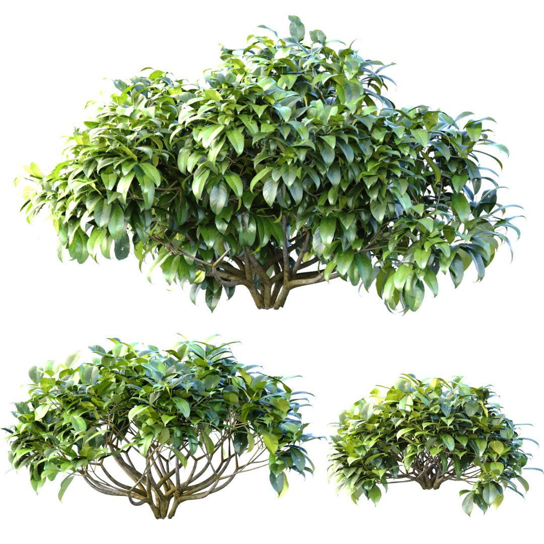 Outdoor Garden Plants Shrubs Bush Tree 3D - TurboSquid 2186393