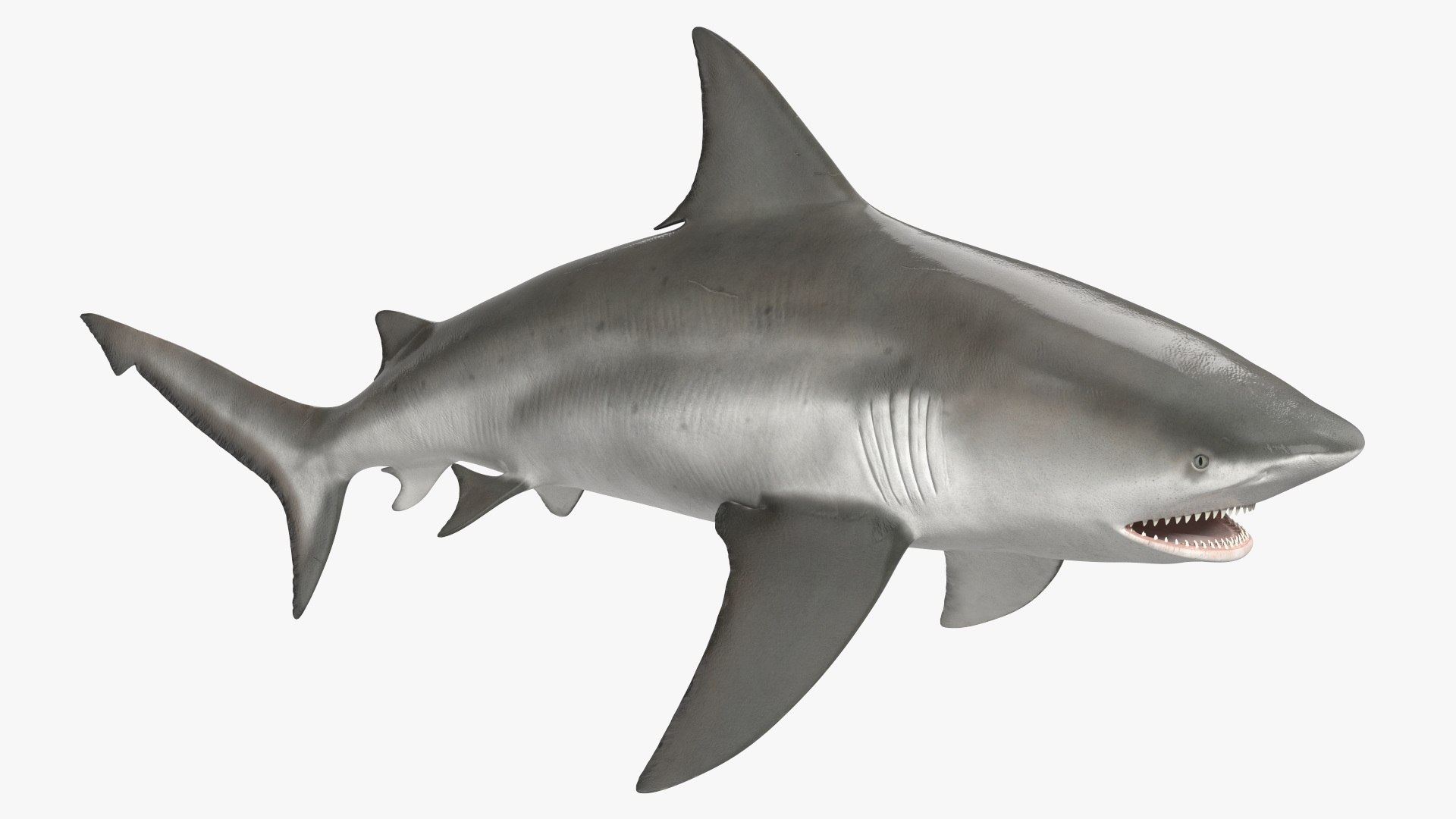 3D Model Realistic Bull Shark Rigged - TurboSquid 2265137
