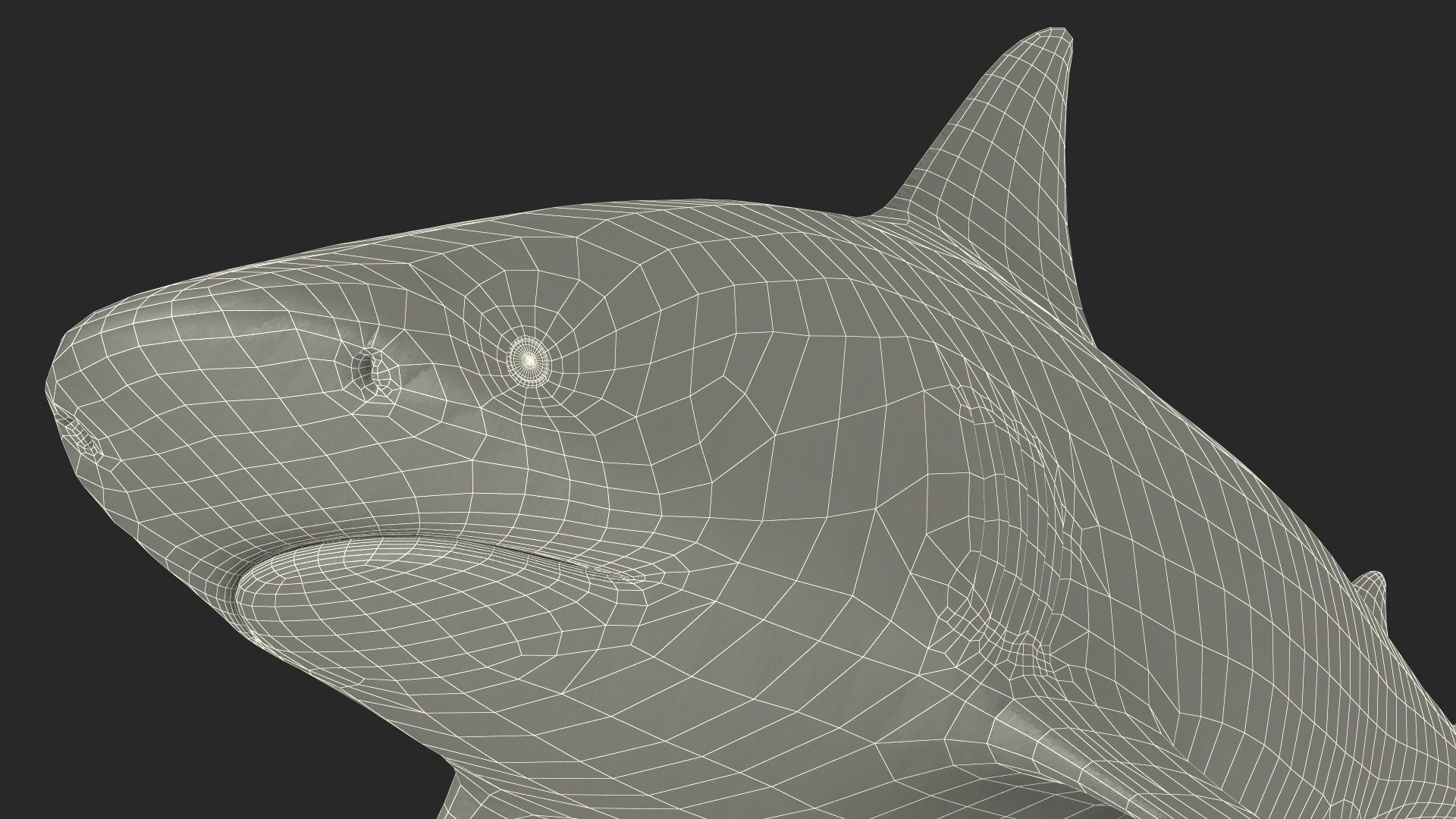 3D Model Realistic Bull Shark Rigged - TurboSquid 2265137
